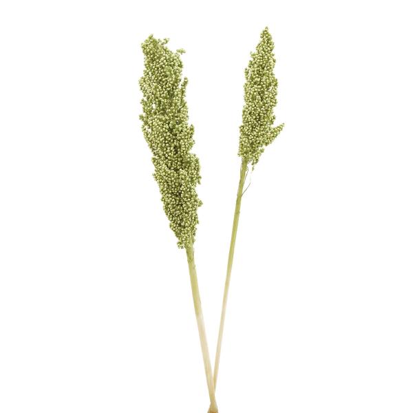 【商品仕様】全長約50~80cm2本(1束)【お伝えしたいこと】※穂のボリューム差がかなり大きい場合があります。( allp5 )(10_dras)( dryear )つぶつぶの実がたくさんついた大人気のインディアンコーン(別名ソルゴ)。ス...