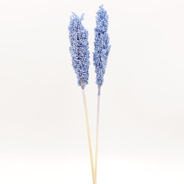 【商品仕様】全長約50~80cm2本(1束)【お伝えしたいこと】※穂のボリューム差がかなり大きい場合があります。( allp5 )(10_dras)( dryear )つぶつぶの実がたくさんついた大人気のインディアンコーン(別名ソルゴ)。ス...