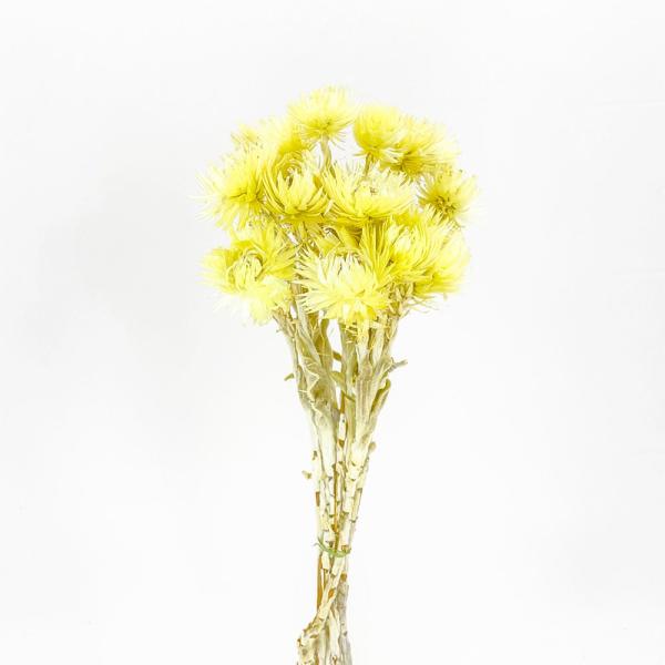 【商品仕様】全長 約30cm内容量 約20g 【お伝えしたいこと】気温や湿度によって花の形状が開閉する場合があり、お花の開き加減や大きさが色々です。茎や葉がフワフワとした起毛状の膜に覆われており、こちらが白い粉のように見えることがございます...