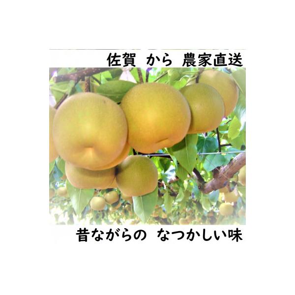 ■お礼品詳細　・原産地：佐賀県　・賞味期限：6日　・配送方法：クール便(冷蔵)　・提供元：川添農園■お申し込み・配送・その他　・発送時期：2026-07-18〜2026-08-18(お届け時間帯指定可)　・申込受付期間：〜2026-07-2...