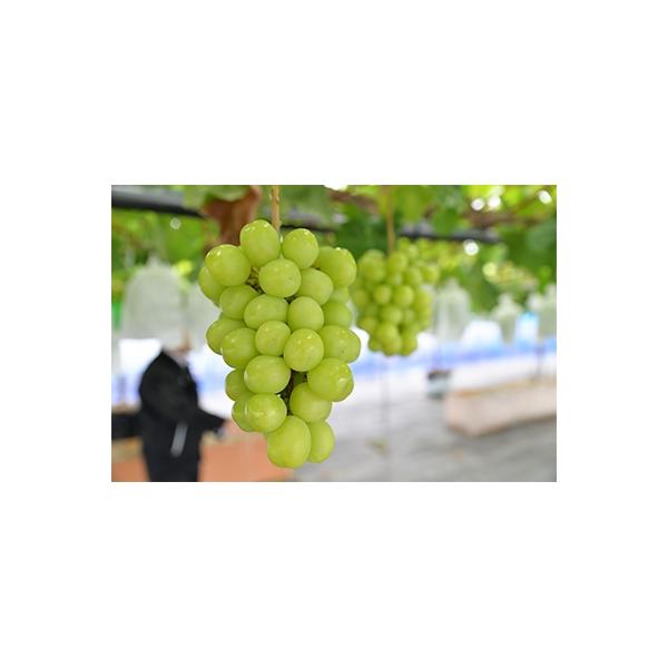 ■お礼品詳細　・配送方法：クール便(冷蔵)　・提供元：田所食品株式会社（冷蔵便）■お申し込み・配送・その他　・発送時期：2026-09-03〜2027-01-31(お届け時間帯指定可)　・申込受付期間：〜2026-12-31　・配達外のエリ...