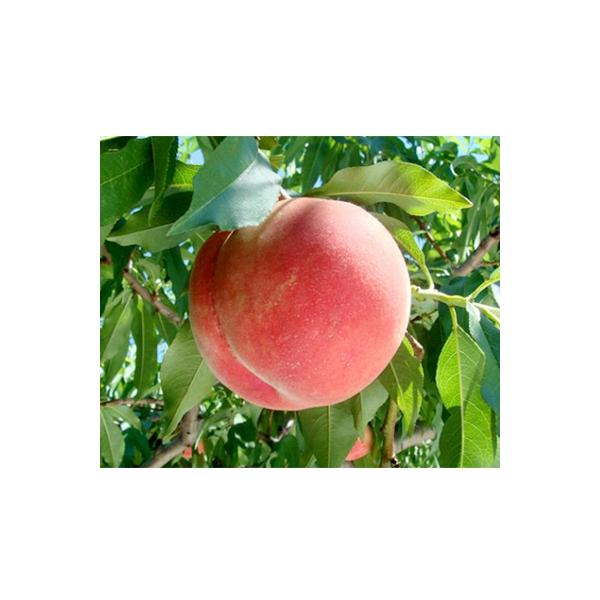 ■お礼品詳細　・提供元：ＪＡ南アルプス市■お申し込み・配送・その他　・発送時期：2026-06-30〜2026-07-31(お届け時間帯指定可)　・申込受付期間：〜2026-06-10　・配達外のエリア：離島、北海道、沖縄県、中国、四国、九...