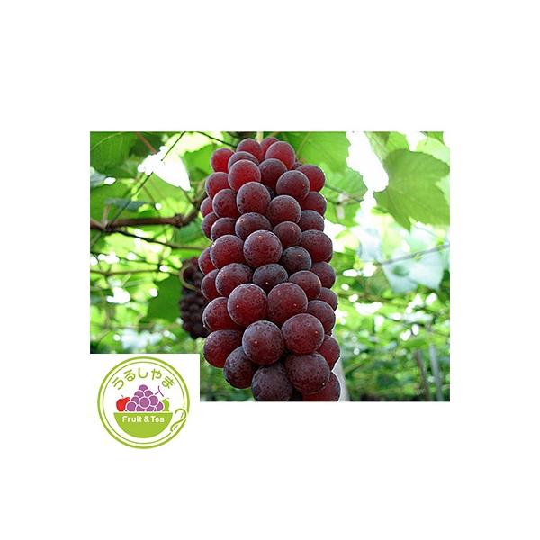 ■お礼品詳細　・配送方法：クール便（冷蔵）　・提供元：漆山果樹園■お申し込み・配送・その他　・発送時期：2026/7/21-2026/8/20(お届け時間帯指定可)　・申込受付期間：~2026/8/5　・配達外のエリア：離島、沖縄県　・寄付...