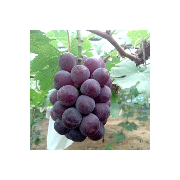 ■お礼品詳細　・提供元：山本農園■お申し込み・配送・その他　・発送時期：2026-08-28〜2026-09-30(お届け時間帯指定可)　・申込受付期間：〜2026-08-21　・配達外のエリア：離島　・寄付証明書の送付時期目安：申込完了日...