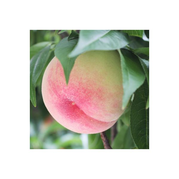 ■お礼品詳細　・原材料：桃（長野県産）　・賞味期限：約5日　・配送方法：クール便(冷蔵)　・提供元：山下屋荘介（飯田市）■お申し込み・配送・その他　・発送時期：2026-07-11〜2026-08-15(お届け時間帯指定可)　・申込受付期間...