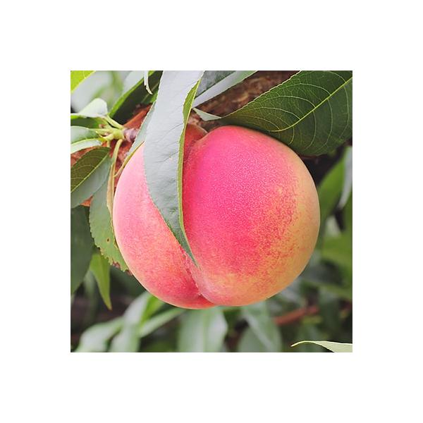 ■お礼品詳細　・配送方法：クール便(冷蔵)　・提供元：山下屋荘介（高森町）■お申し込み・配送・その他　・発送時期：2026-07-11〜2026-08-15(お届け時間帯指定可)　・申込受付期間：2025-12-01〜2026-03-31　...