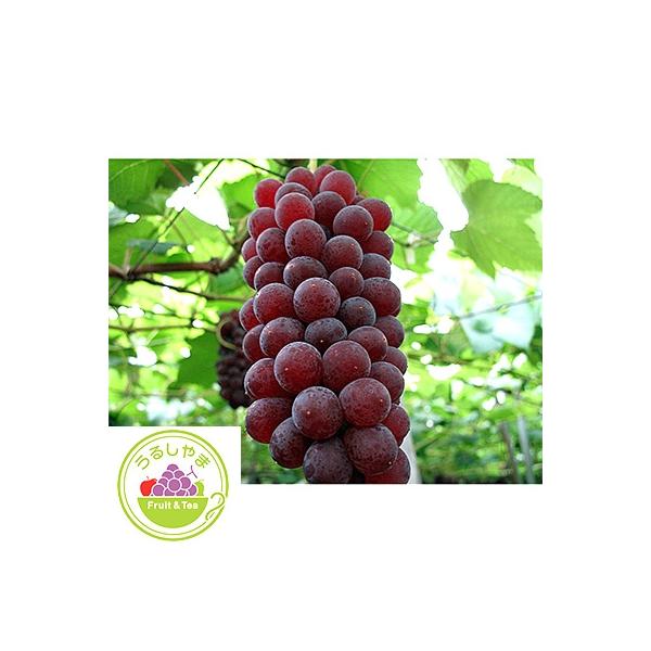 ■お礼品詳細　・配送方法：クール便（冷蔵）　・提供元：漆山果樹園■お申し込み・配送・その他　・発送時期：2026/7/21-2026/8/20(お届け時間帯指定可)　・申込受付期間：~2026/8/5　・配達外のエリア：離島、沖縄県　・寄付...