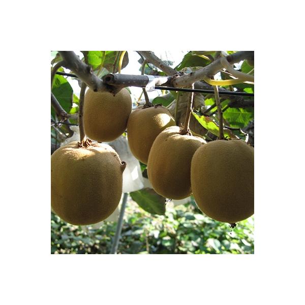 ■お礼品詳細　・提供元：五色青果（観音寺市）■お申し込み・配送・その他　・発送時期：2026-10-12〜2027-01-30　・申込受付期間：〜2026-12-20　・配達外のエリア：　・寄付証明書の送付時期目安：申込完了日から3週間程度