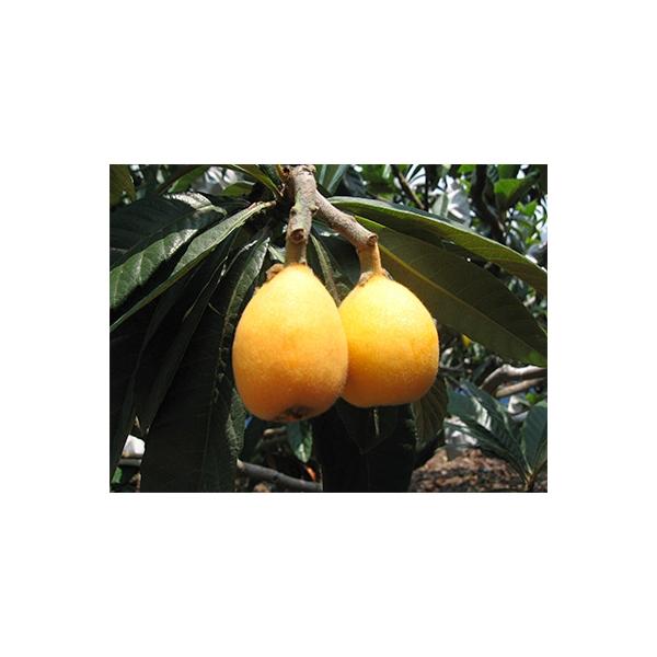 ■お礼品詳細　・配送方法：クール便(冷蔵)　・提供元：（株）五色青果（高松市）■お申し込み・配送・その他　・発送時期：2026-06-02〜2026-07-31(お届け時間帯指定可)　・申込受付期間：2025-08-11〜2026-04-2...