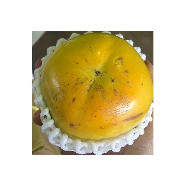 ■お礼品詳細　・提供元：（株）五色青果（高松市）■お申し込み・配送・その他　・発送時期：2026-09-10〜2026-10-24　・申込受付期間：〜2026-09-20　・配達外のエリア：離島、北海道、沖縄県　・寄付証明書の送付時期目安：...