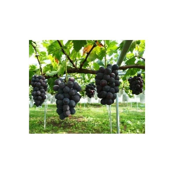 ■お礼品詳細　・配送方法：クール便(冷蔵)　・提供元：田所食品株式会社（冷蔵便）■お申し込み・配送・その他　・発送時期：2026-09-01〜2026-12-20(お届け時間帯指定可)　・申込受付期間：〜2026-10-30　・配達外のエリ...