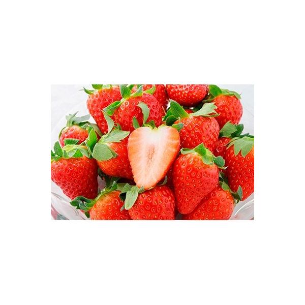 ■お礼品詳細　・配送方法：クール便(冷蔵)　・提供元：清水農業協同組合■お申し込み・配送・その他　・発送時期：2026-02-16〜2026-04-24(お届け時間帯指定可)　・申込受付期間：〜2026-03-27　・配達外のエリア：離島　...