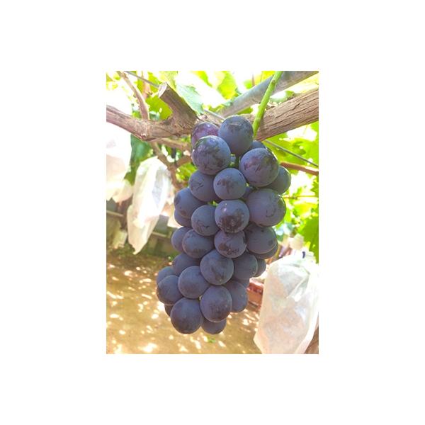 ■お礼品詳細　・賞味期限：出荷日＋5日　・配送方法：クール便(冷蔵)　・提供元：マルショウ園■お申し込み・配送・その他　・発送時期：2026-08-16〜2026-08-31(お届け時間帯指定可)　・申込受付期間：2025-12-01〜20...