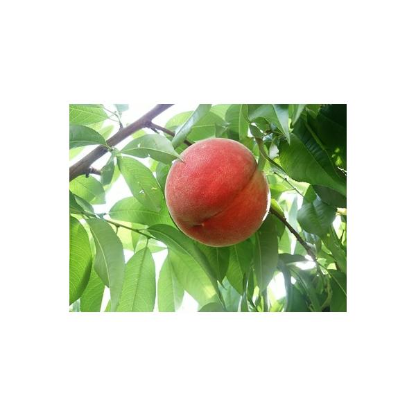 ■お礼品詳細　・配送方法：クール便（冷蔵）　・提供元：松源（上富田町　桃・梨・柿産直）■お申し込み・配送・その他　・発送時期：2026-07-20〜2026-08-15(お届け時間帯指定可)　・申込受付期間：〜2026-07-10　・配達外...