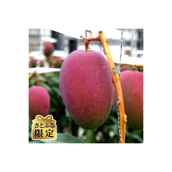 ■お礼品詳細　・配送種別：冷蔵便　・提供元：山香：糸満営業所■お申し込み・配送・その他　・発送時期：2026-07-01〜2026-08-30(お届け時間帯指定可)　・申込受付期間：〜2026-06-10　・配達外のエリア：離島　・寄付証明...