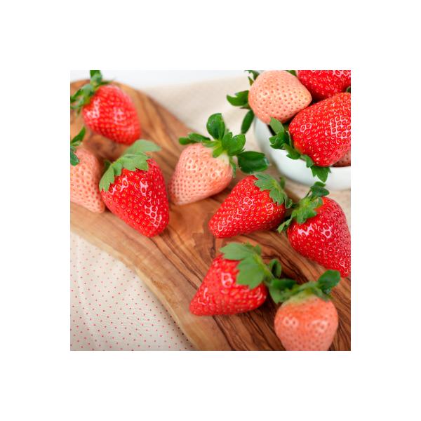 ■お礼品詳細　・配送種別：冷蔵便　・提供元：農園紀の国■お申し込み・配送・その他　・発送時期：2026-01-10〜2026-04-10(お届け時間帯指定可)　・申込受付期間：〜2026-03-10　・配達外のエリア：離島、北海道、沖縄県、...