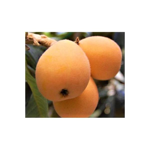 ■お礼品詳細　・配送種別：冷蔵便　・提供元：アリオネロまんのう工場■お申し込み・配送・その他　・発送時期：2026-05-26〜2026-06-16(お届け時間帯指定可)　・申込受付期間：〜2026-06-09　・配達外のエリア：離島　・寄...