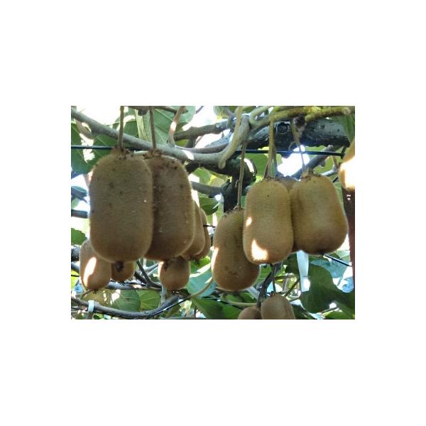 ■お礼品詳細　・配送種別：通常　・提供元：アリオネロまんのう工場■お申し込み・配送・その他　・発送時期：2025-11-20〜2026-01-30(お届け時間帯指定可)　・申込受付期間：〜2026-01-15　・配達外のエリア：　・寄付証明...