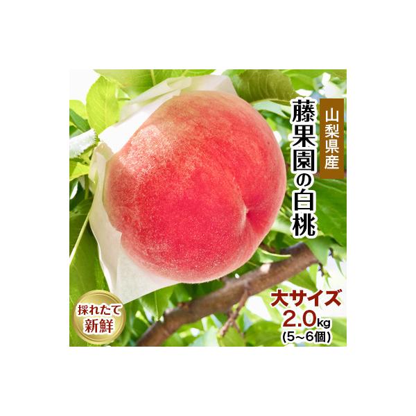 ■お礼品詳細　・配送種別：通常　・提供元：藤果園■お申し込み・配送・その他　・発送時期：2026-07-04〜2026-08-15(お届け時間帯指定可)　・申込受付期間：〜2026-07-10　・配達外のエリア：離島、北海道、沖縄県、中国、...