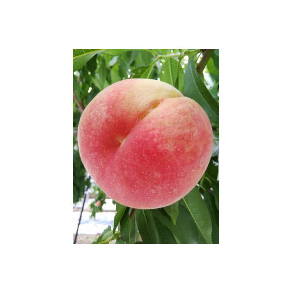 ■お礼品詳細　・配送種別：冷蔵　・提供元：ｍ＆ｎ果実園■お申し込み・配送・その他　・発送時期：2026-06-20〜2026-07-10(お届け時間帯指定可)　・申込受付期間：〜2026-06-30　・配達外のエリア：離島、北海道、沖縄県　...