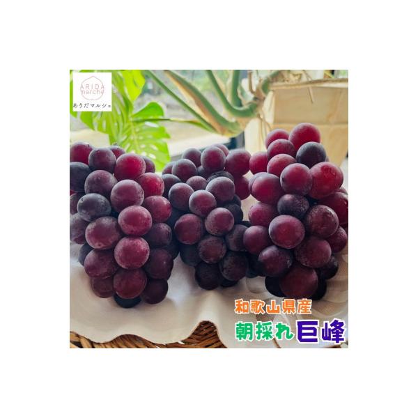 ■お礼品詳細　・配送種別：冷蔵便　・提供元：有田マルシェ（有田川ぶどう・梨事業部）■お申し込み・配送・その他　・発送時期：2026-08-03〜2026-09-30(お届け時間帯指定可)　・申込受付期間：〜2026-09-20　・配達外のエ...