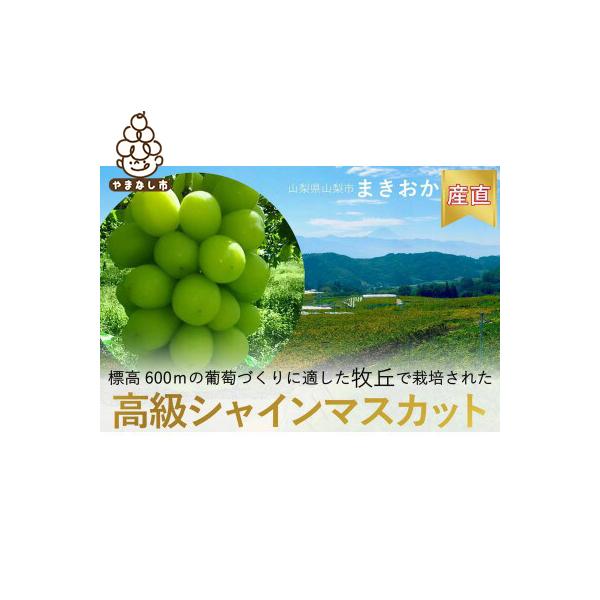 ■お礼品詳細　・配送種別：冷蔵便　・提供元：観光ぶどう園組合（ＳＴ）■お申し込み・配送・その他　・発送時期：2026-09-15〜2026-10-15(お届け時間帯指定可)　・申込受付期間：〜2026-09-25　・配達外のエリア：離島　・...