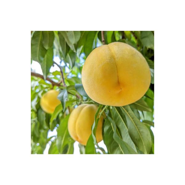 ■お礼品詳細　・配送方法：冷蔵便　・提供元：株式会社Three.R（南アルプス市）■お申し込み・配送・その他　・発送時期：2026-08-15〜2026-09-30(お届け時間帯指定可)　・申込受付期間：2025-10-18〜2026-08...