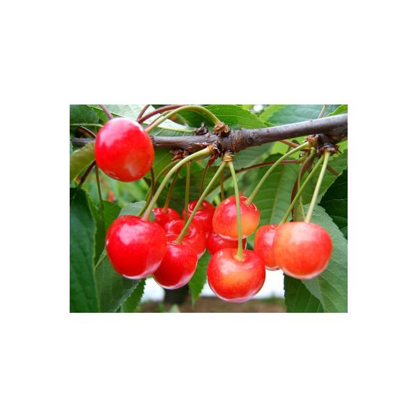 ■お礼品詳細　・配送種別：冷蔵便　・提供元：(一社）村山市観光物産協会■お申し込み・配送・その他　・発送時期：2026-06-01〜2026-06-30(お届け時間帯指定可)　・申込受付期間：2025-11-18〜2026-05-22　・配...