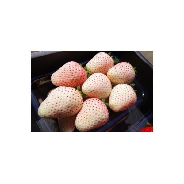 ■お礼品詳細　・配送種別：冷蔵便　・提供元：株式会社澳原いちご農園■お申し込み・配送・その他　・発送時期：2026-01-04〜2026-05-05(お届け時間帯指定可)　・申込受付期間：〜2026-04-20　・配達外のエリア：離島、沖縄...