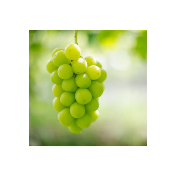 ■お礼品詳細　・配送種別：冷蔵便　・提供元：ＨＯＰＥ園■お申し込み・配送・その他　・発送時期：2026-09-15〜2026-10-15(お届け時間帯指定可)　・申込受付期間：〜2026-09-26　・配達外のエリア：離島、沖縄県　・寄付証...