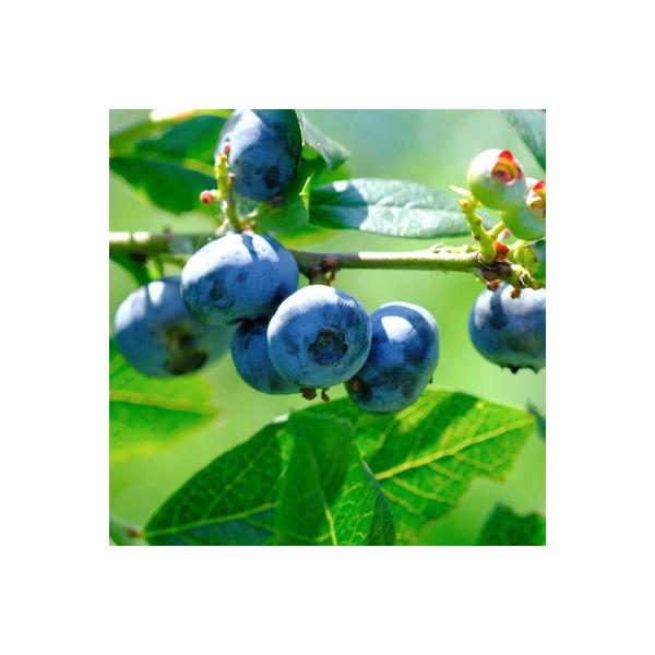 ■お礼品詳細　・配送種別：冷凍便　・提供元：一般社団法人　東通村産業振興公社■お申し込み・配送・その他　・発送時期：2024-06-24以降、お申し込み後1〜2週間程度で順次発送予定　※年末年始は発送までにお時間をいただく場合がございます(...