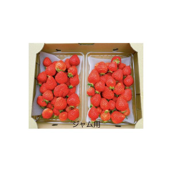 ■お礼品詳細　・配送種別：冷蔵便　・提供元：池上農園■お申し込み・配送・その他　・発送時期：2026-03-01〜2026-05-20(お届け時間帯指定可)　・申込受付期間：〜2026-05-10　・配達外のエリア：離島、北海道、沖縄県、東...