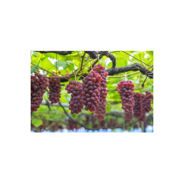 ■お礼品詳細　・配送種別：冷蔵便　・提供元：株式会社エナジーファーム■お申し込み・配送・その他　・発送時期：2026-07-14〜2026-08-30(お届け時間帯指定可)　・申込受付期間：〜2026-07-15　・配達外のエリア：離島　・...