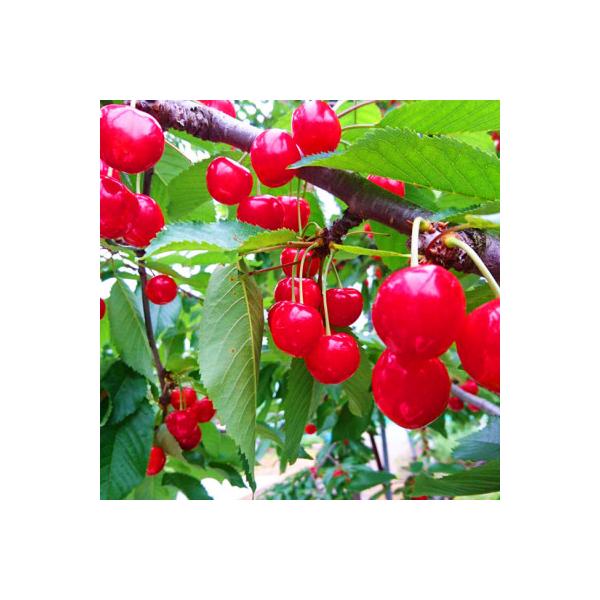 ■お礼品詳細　・配送種別：冷蔵便　・提供元：株式会社山美ファーム■お申し込み・配送・その他　・発送時期：2026-06-16〜2026-06-30(お届け時間帯指定可)　・申込受付期間：〜2026-03-31　・配達外のエリア：離島　・寄付...