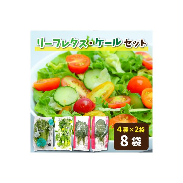 ■お礼品詳細　・配送種別：冷蔵便　・提供元：グローアンドグロー株式会社　ベジグー小浜植物工場■お申し込み・配送・その他　・発送時期：お申込みから1週間程度で順次発送予定(お届け時間帯指定可)　・申込受付期間：通年　・配達外のエリア：離島、北...