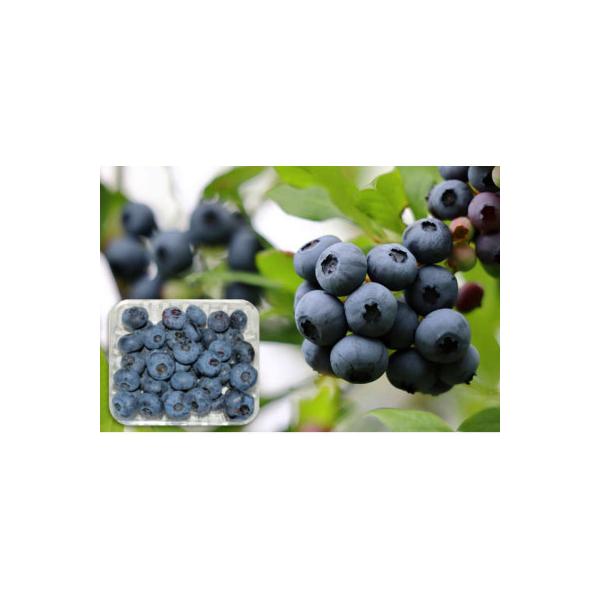 ■お礼品詳細　・配送種別：冷凍便　・提供元：東和ブルーベリー研究農園■お申し込み・配送・その他　・発送時期：2026-01-07より順次発送 ※生産・天候・交通等の事情により遅れる場合があります。(お届け時間帯指定可)　・申込受付期間：通年...