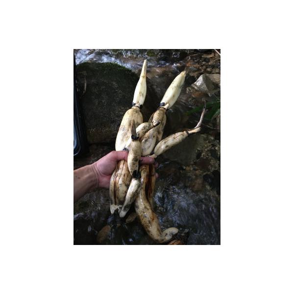 ■お礼品詳細　・配送種別：冷蔵便　・提供元：尾崎が育てた野菜。■お申し込み・配送・その他　・発送時期：2026-01-07〜2026-03-06(お届け時間帯指定可)　・申込受付期間：〜2026-02-28　・配達外のエリア：離島　・寄付証...