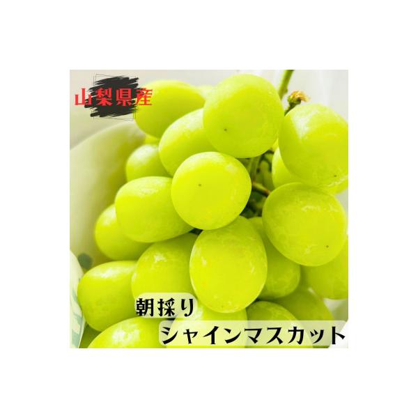 ■お礼品詳細　・配送種別：冷蔵便　・提供元：有田マルシェ（笛吹営業所）■お申し込み・配送・その他　・発送時期：2026-08-19〜2026-09-10(お届け時間帯指定可)　・申込受付期間：〜2026-08-31　・配達外のエリア：離島、...