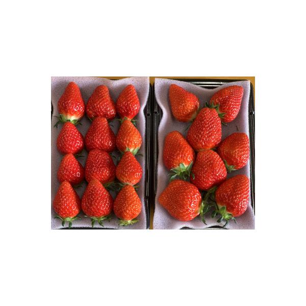 ■お礼品詳細　・配送種別：冷蔵便　・提供元：どらちゃん農園■お申し込み・配送・その他　・発送時期：2025-12-01〜2026-05-31(お届け時間帯指定可)　・申込受付期間：2025-10-18〜2026-04-30　・配達外のエリア...