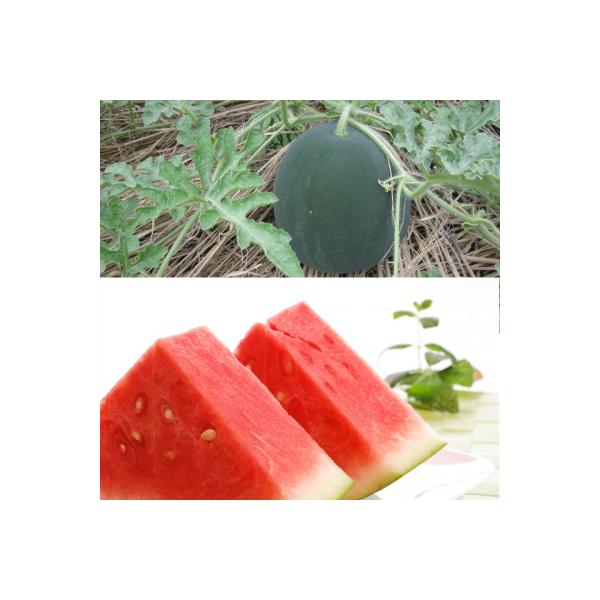 ■お礼品詳細　・配送種別：通常　・提供元：高間商店　本社■お申し込み・配送・その他　・発送時期：2026-06-01〜2026-07-31(お届け時間帯指定可)　・申込受付期間：〜2026-07-15　・配達外のエリア：離島、北海道、沖縄県...