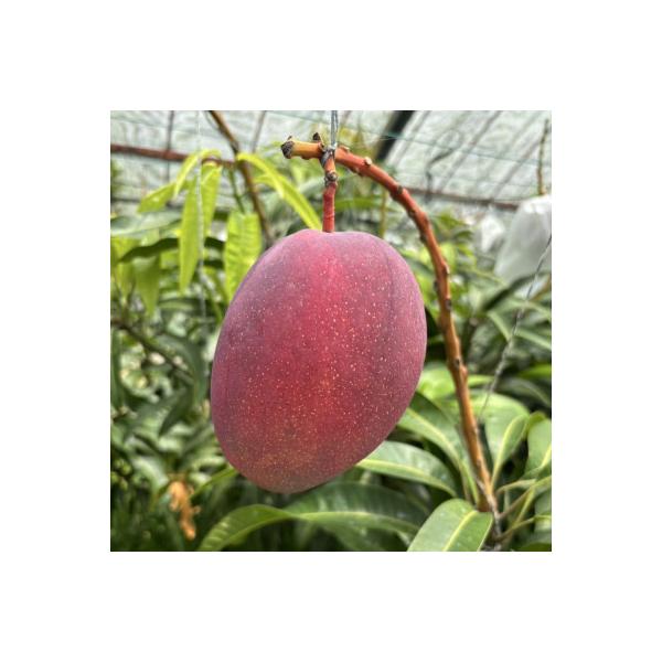 ■お礼品詳細　・配送種別：冷蔵便　・提供元：為又マンゴー園■お申し込み・配送・その他　・発送時期：2026-06-25〜2026-07-31(お届け時間帯指定可)　・申込受付期間：2025-12-01〜2026-07-15　・配達外のエリア...