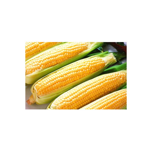 ■お礼品詳細　・配送種別：冷蔵便　・提供元：大雪地ビール株式会社■お申し込み・配送・その他　・発送時期：2026-08-20〜2026-09-30(お届け時間帯指定可)　・申込受付期間：2025-12-04〜2026-09-20　・配達外の...