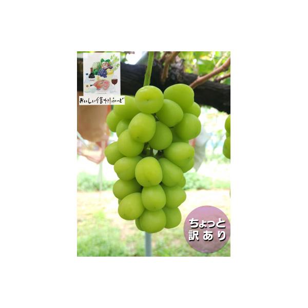 ■お礼品詳細　・配送種別：冷蔵便　・提供元：ナチュラフルーツ　輝き■お申し込み・配送・その他　・発送時期：2026-09-15〜2026-11-12(お届け時間帯指定可)　・申込受付期間：2025-11-28〜2026-11-05　・配達外...