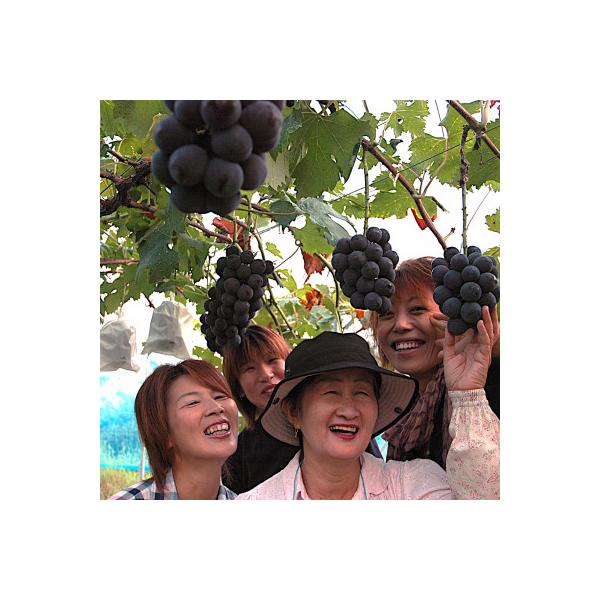 ■お礼品詳細　・配送種別：冷蔵便　・提供元：まほらファーム■お申し込み・配送・その他　・発送時期：2026-08-19〜2026-09-25(お届け時間帯指定可)　・申込受付期間：〜2026-09-20　・配達外のエリア：離島、北海道、沖縄...