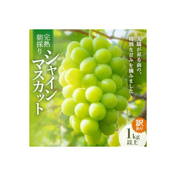 ■お礼品詳細　・配送種別：通常　・提供元：さつきぶどう園（美咲町）■お申し込み・配送・その他　・発送時期：2026-09-04〜2026-10-30(お届け時間帯指定可)　・申込受付期間：〜2026-10-10　・配達外のエリア：離島　・寄...