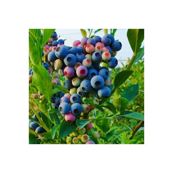 ■お礼品詳細　・配送種別：冷蔵便　・提供元：甲斐駒ベリーファーム■お申し込み・配送・その他　・発送時期：2026/07/15〜2026/08/31(お届け時間帯指定可)　・申込受付期間：2025-09-15〜2026-05-31　・配達外の...