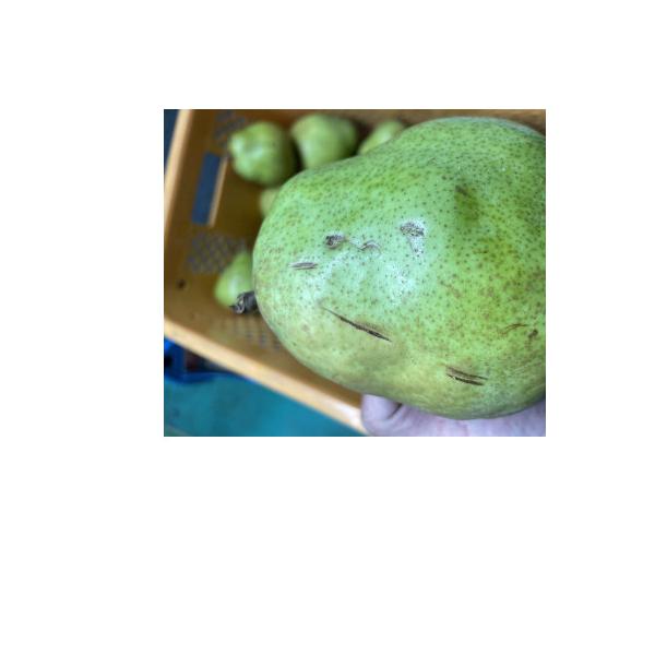 ■お礼品詳細　・配送種別：通常　・提供元：山美ファーム■お申し込み・配送・その他　・発送時期：2026-11-01〜2026-11-22(お届け時間帯指定可)　・申込受付期間：〜2026-09-30　・配達外のエリア：　・寄付証明書の送付時...