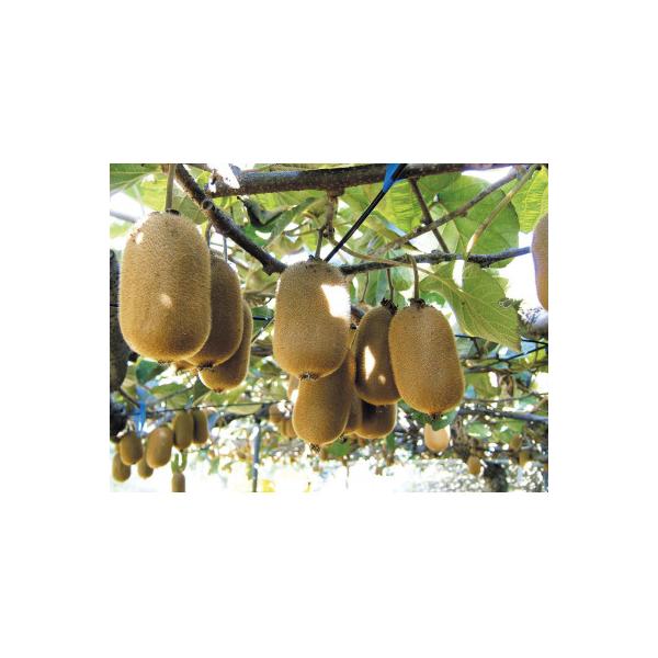 ■お礼品詳細　・配送種別：通常　・提供元：株式会社　五色青果（坂出市）■お申し込み・配送・その他　・発送時期：2025-11-24〜2026-02-28　・申込受付期間：〜2026-01-31　・配達外のエリア：離島　・寄付証明書の送付時期...