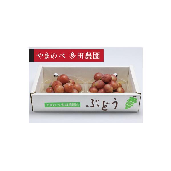 ■お礼品詳細　・配送種別：通常　・提供元：株式会社多田農園（山辺町）■お申し込み・配送・その他　・発送時期：2026-09-20〜2026-10-20(お届け時間帯指定可)　・申込受付期間：2025-12-08〜2026-08-31　・配達...