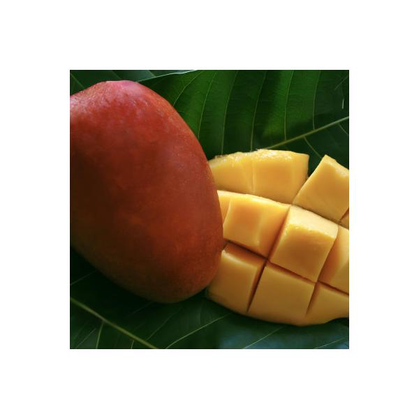 ■お礼品詳細　・配送種別：冷蔵便　・提供元：みなとばる農園■お申し込み・配送・その他　・発送時期：2026-06-25〜2026-07-31(お届け時間帯指定可)　・申込受付期間：〜2026-06-30　・配達外のエリア：離島　・寄付証明書...